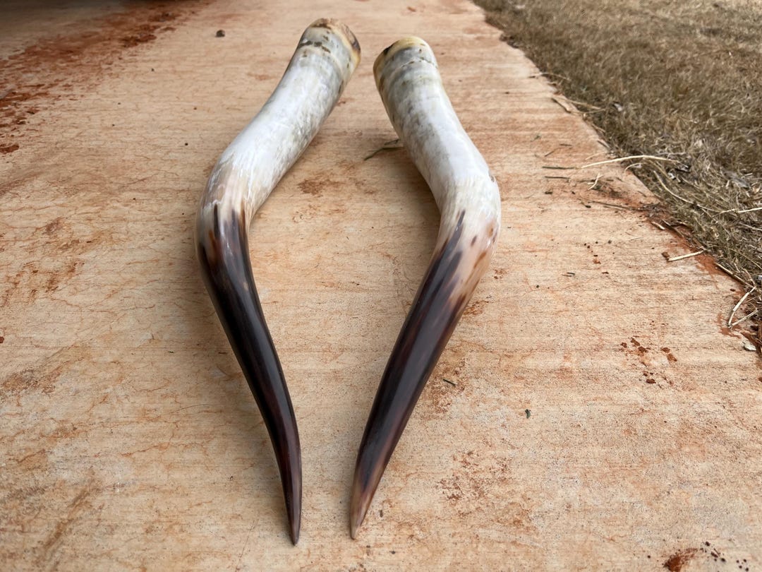 Steer Horn Pair 24" (one Pair Only) Fine Polished Cow Horns Bull Black ...
