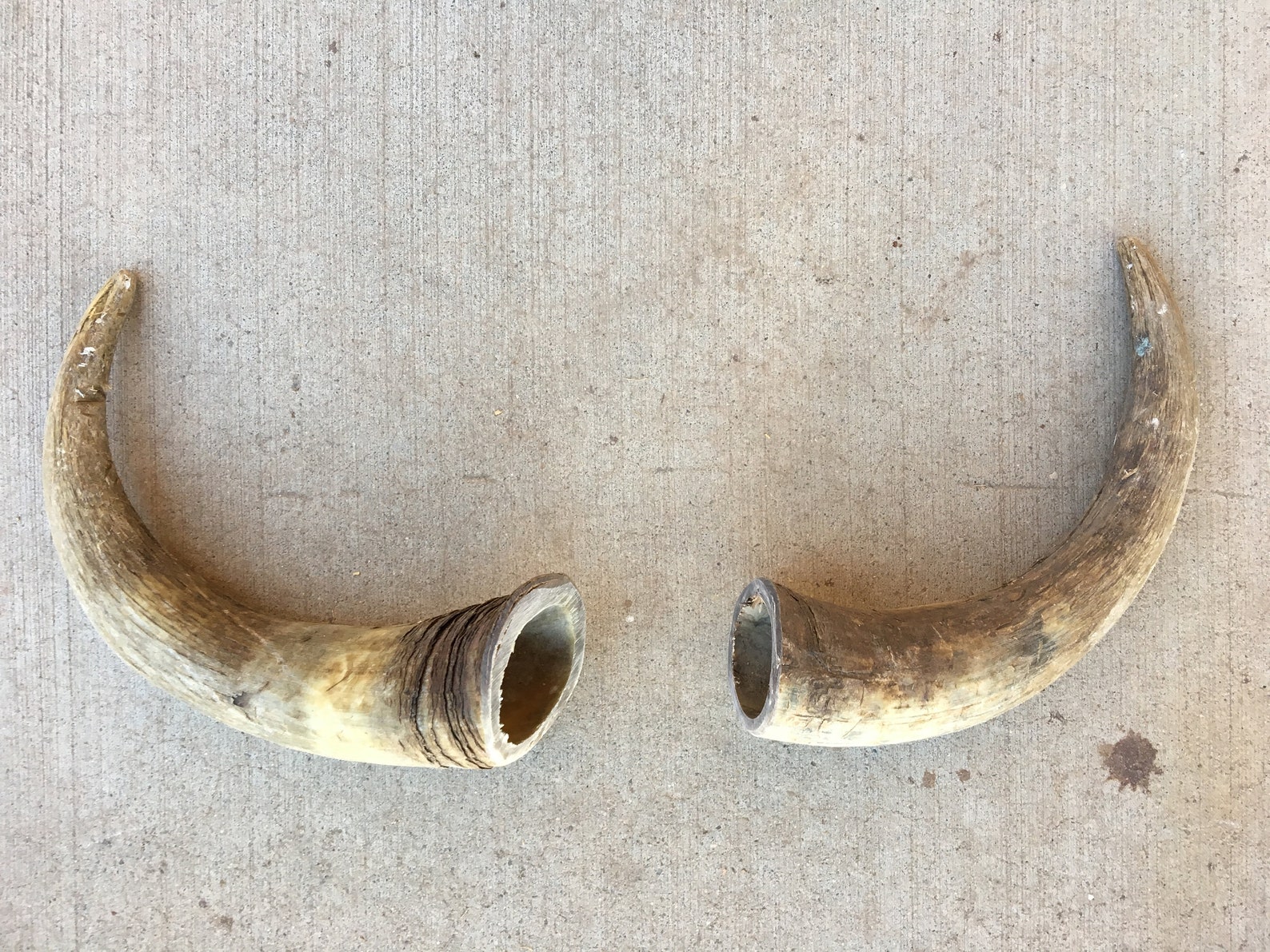 5 to 10 Carving Steer Horn Pair one Pair Only - Etsy