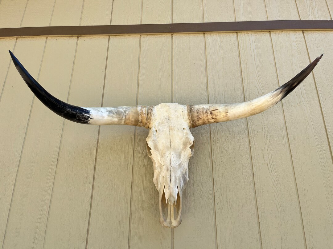 Longhorn BULL Skull With 3 Feet 11 Inch Wide HUGE Polished Horns Cow ...