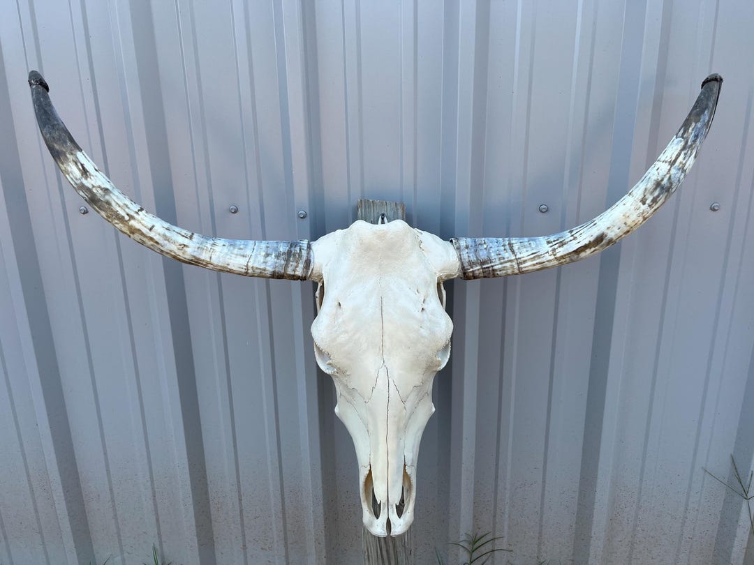 Longhorn Steer Skull With 3 Feet 7 Inch Wide Unpolished Horns Cow Bull ...
