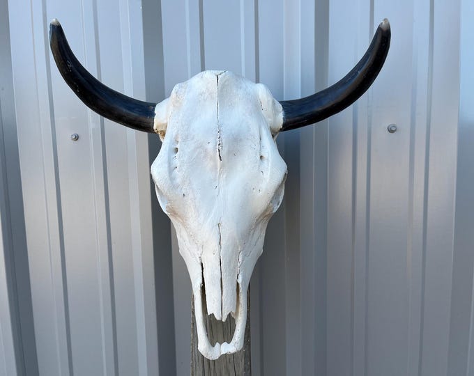 Steer Skull Head With Polished 16 1/2” Wide Horns Cow Horns Bull ...