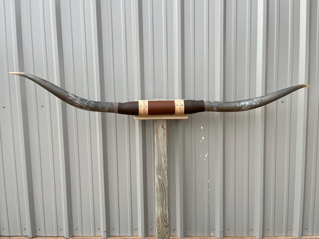Mounted Steer Horn 6 Feet 3” Wide (one Only) Polished Cow Horns Bull ...