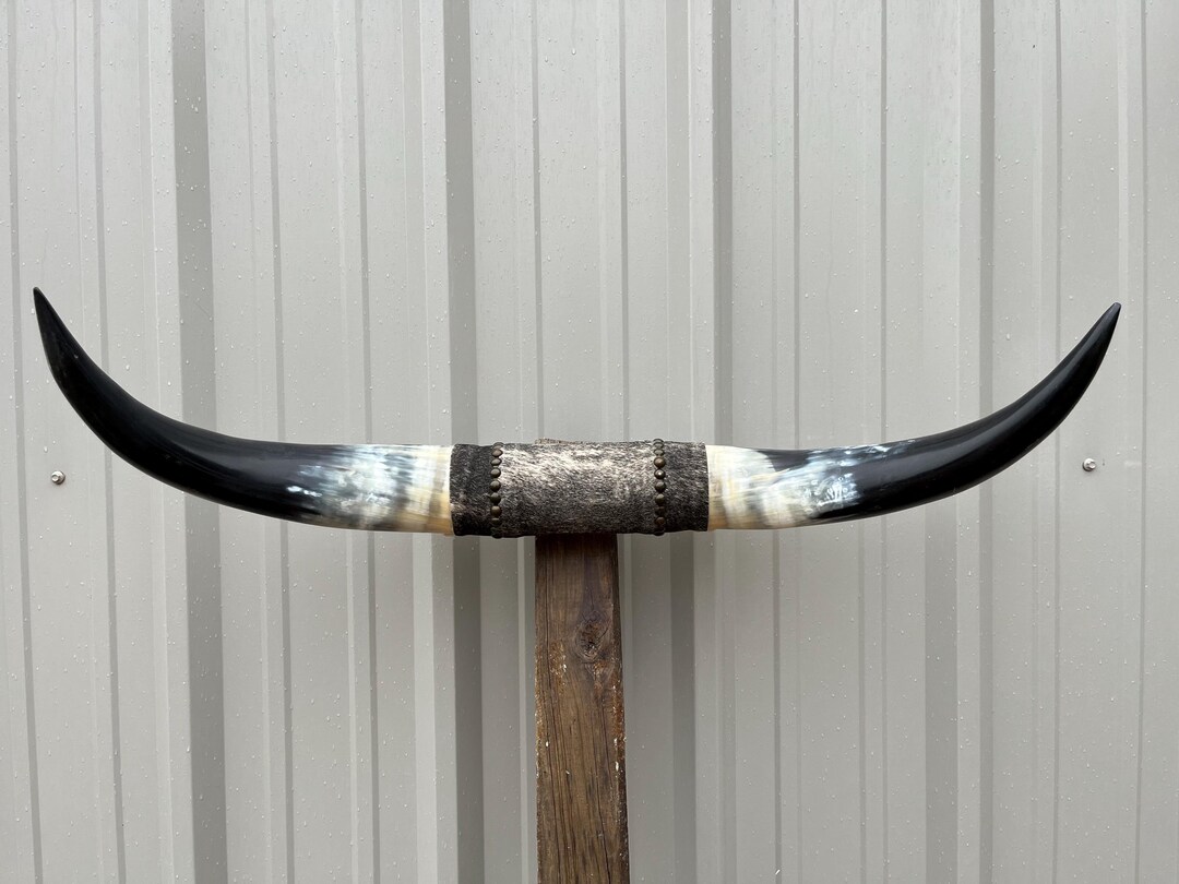 Mounted LONGHORN Steer Horn 33 1/4 Inch Wide Polished Cow Horns Bull ...