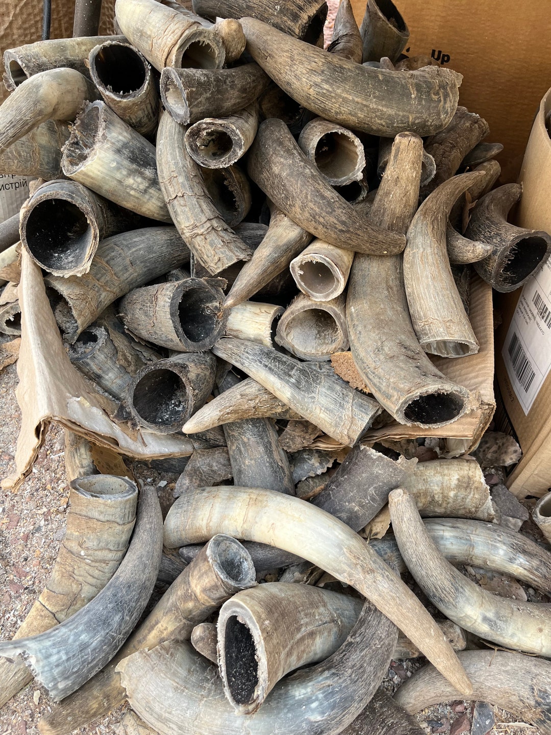 20 Steer Horns Cow Horns Bull Black Powder Drinking Horn Arts and ...