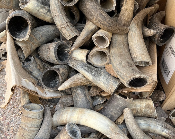 20 Steer Horns Cow Horns Bull Black Powder Drinking Horn Arts and ...