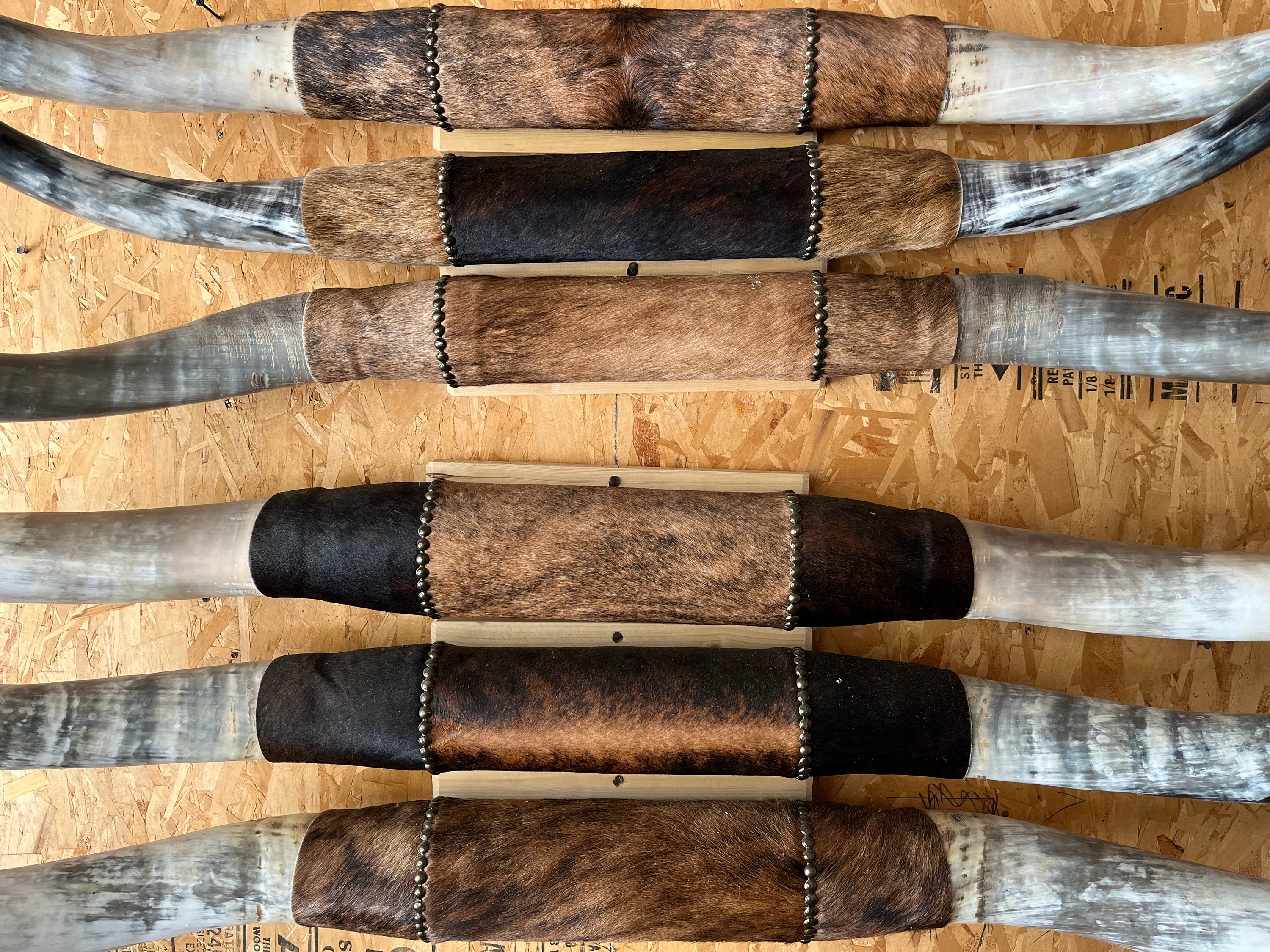 Mounted LONGHORN Steer Horn 5 FEET to 5 Feet 6" Inch Wide (ONE Only ...