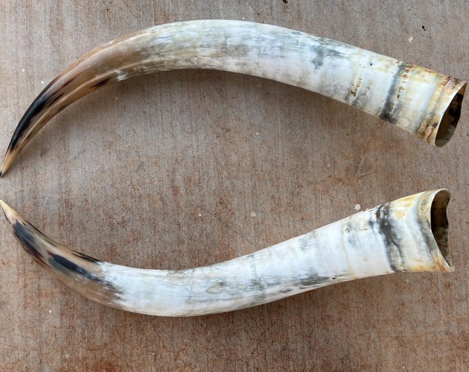 27” Inch Steer Horn Pair (27” Each Horn ) Polished Cow Horns Bull Thick ...