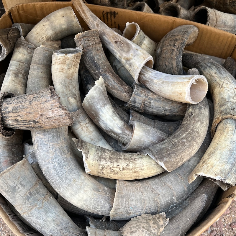 Raw Cow Horns - Etsy