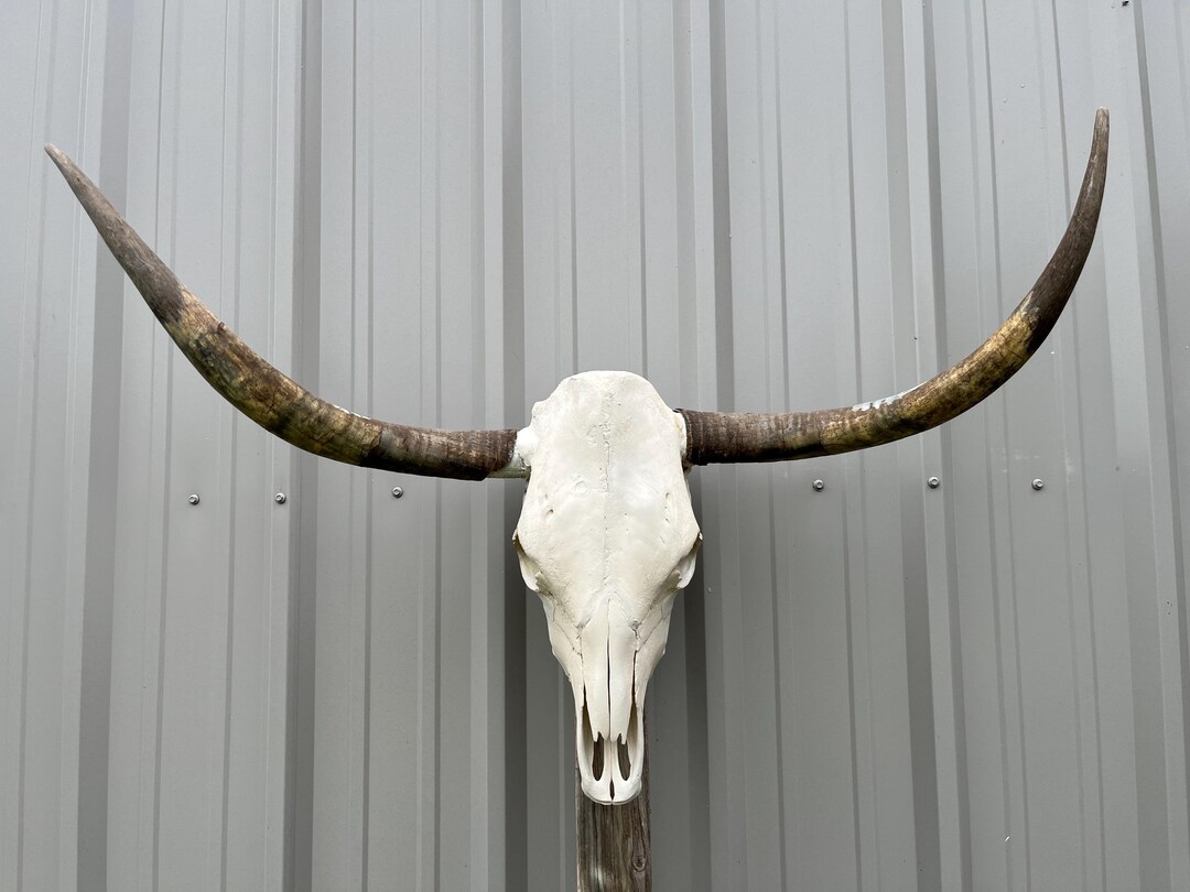 Longhorn Bull Skull With 3 Feet 7 1/2 Inch Wide Unpolished Horns Cow ...
