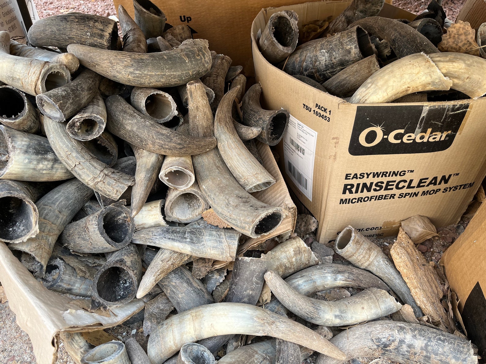 20 Steer Horns Cow Horns Bull Black Powder Drinking Horn Arts and ...