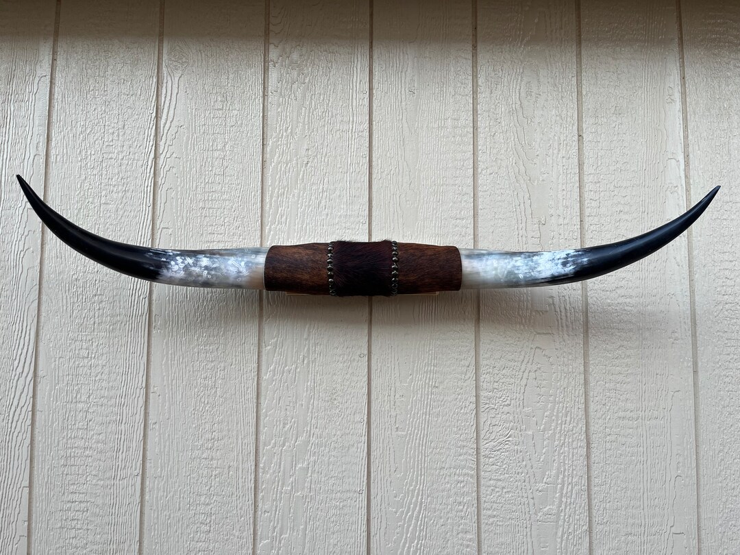 Mounted LONGHORN Steer Horn 3 Feet 4" Wide Polished Cow Horns Bull ...