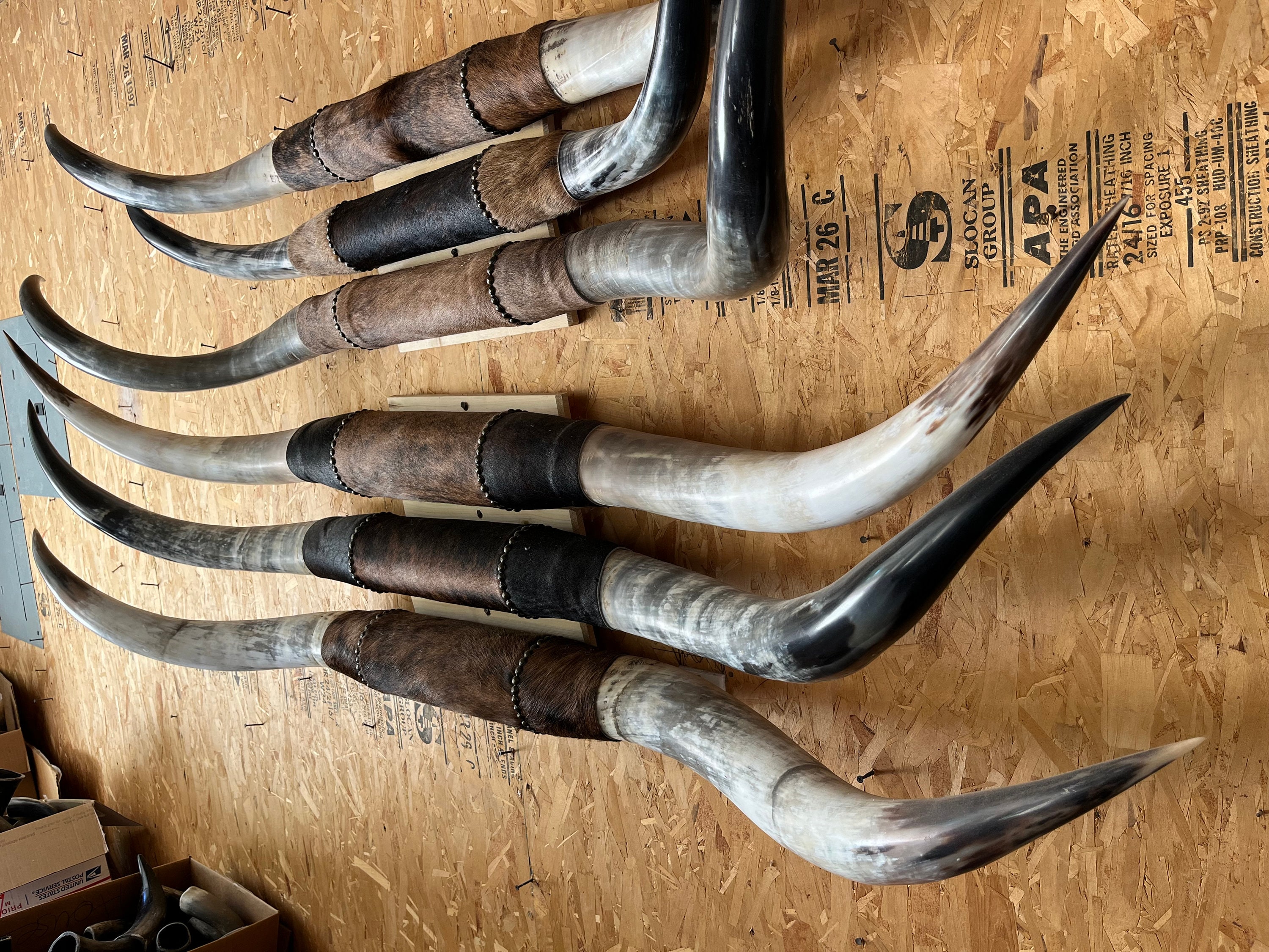 Mounted LONGHORN Steer Horn 5 FEET to 5 Feet 6" Inch Wide (ONE Only ...