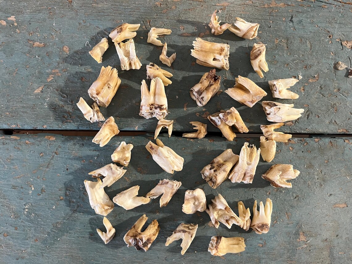 50 Teeth Cattle Steer Cow Bull Arts and Crafts Western Decor - Etsy