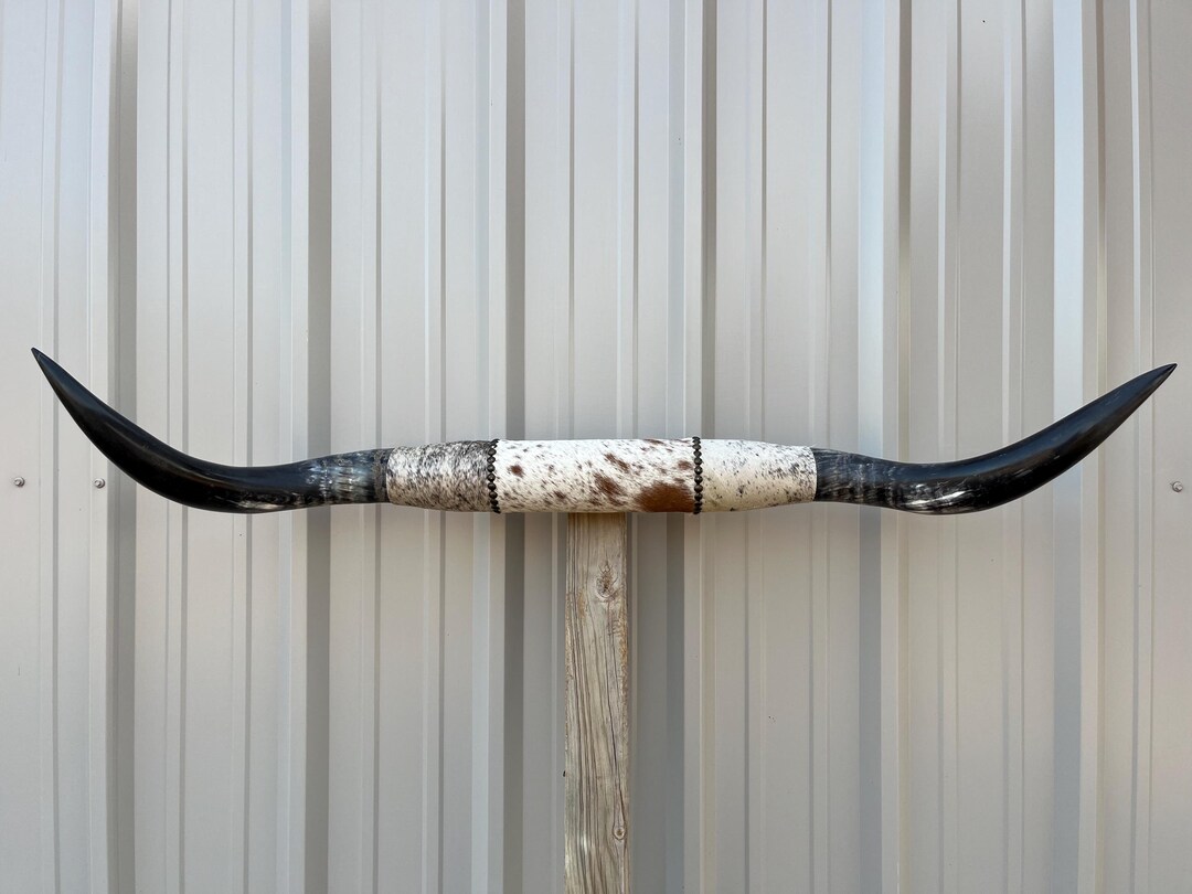 Mounted LONGHORN Steer Horn 4 Feet 5 Wide Polished Cow Horns Bull ...