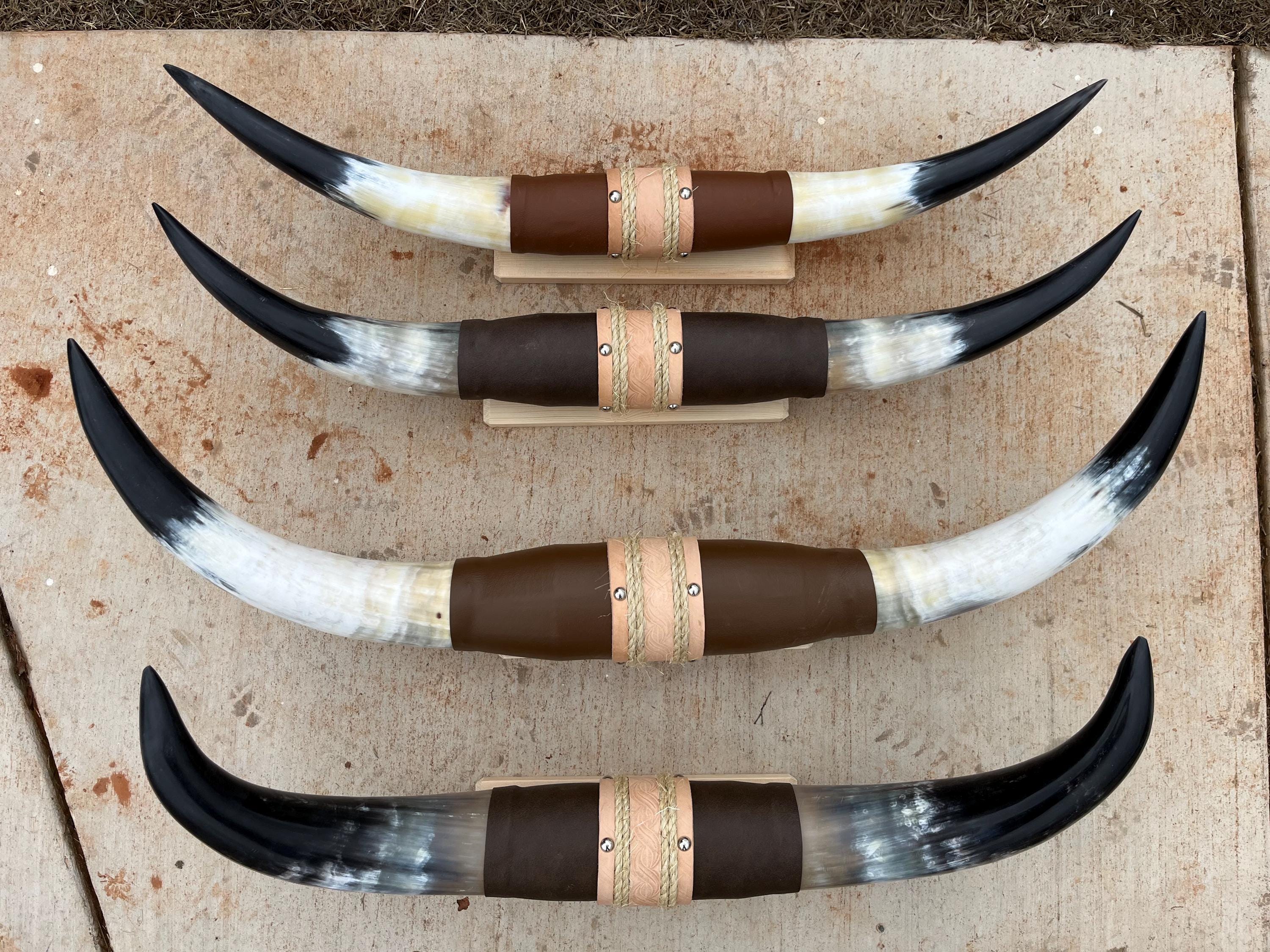 Mounted Steer Horn Pair (one Only) 29" TO 35" WIDE Polished Cow Horns ...