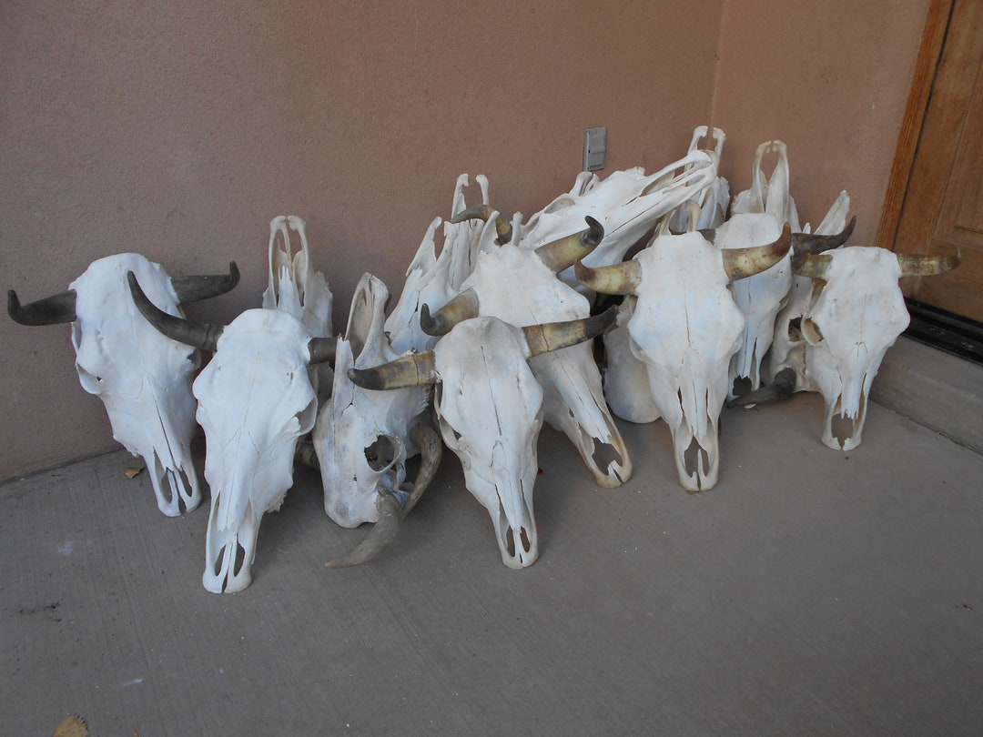 Real Steer Skull Head (one Only) Cow Horns 19" to 23" Wide Bull ...