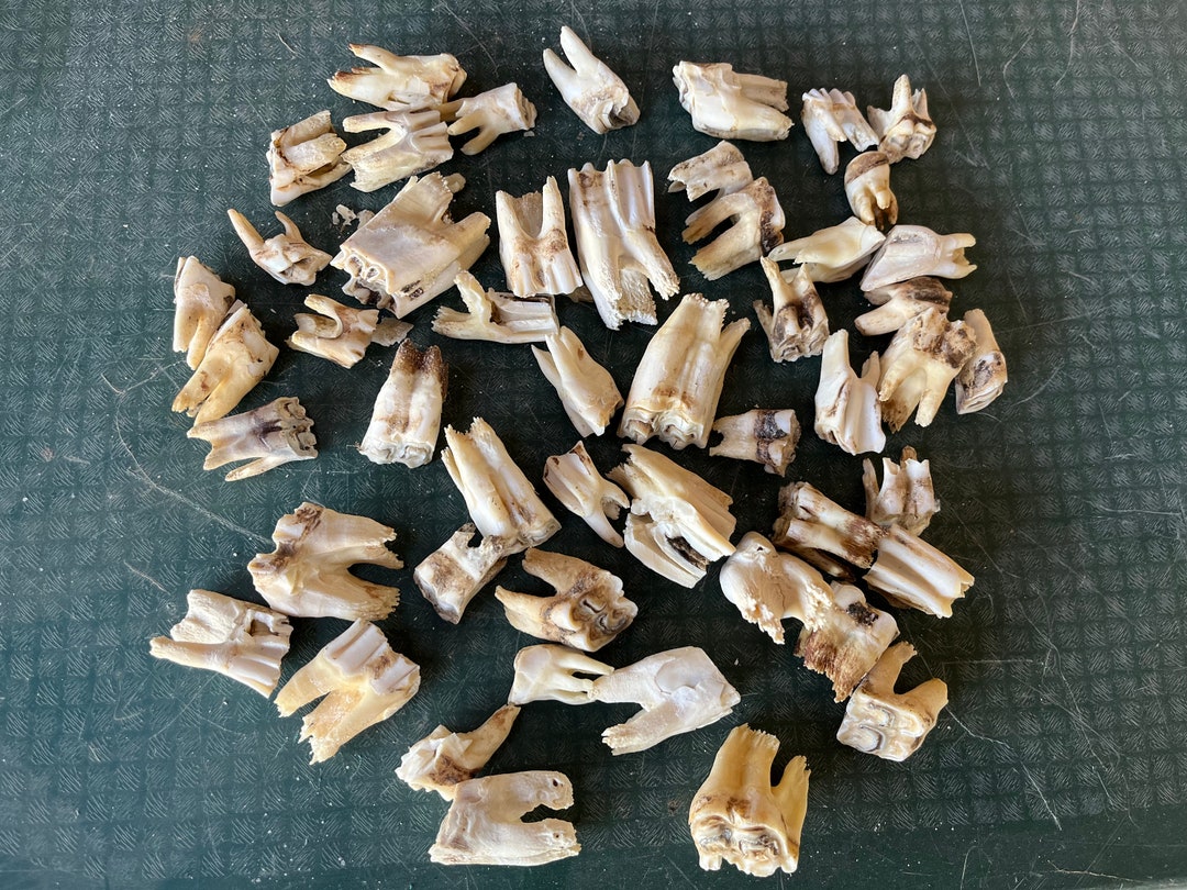 50 Cattle Teeth Tooth Steer Cow Bull Arts and Crafts Jewelry Western ...