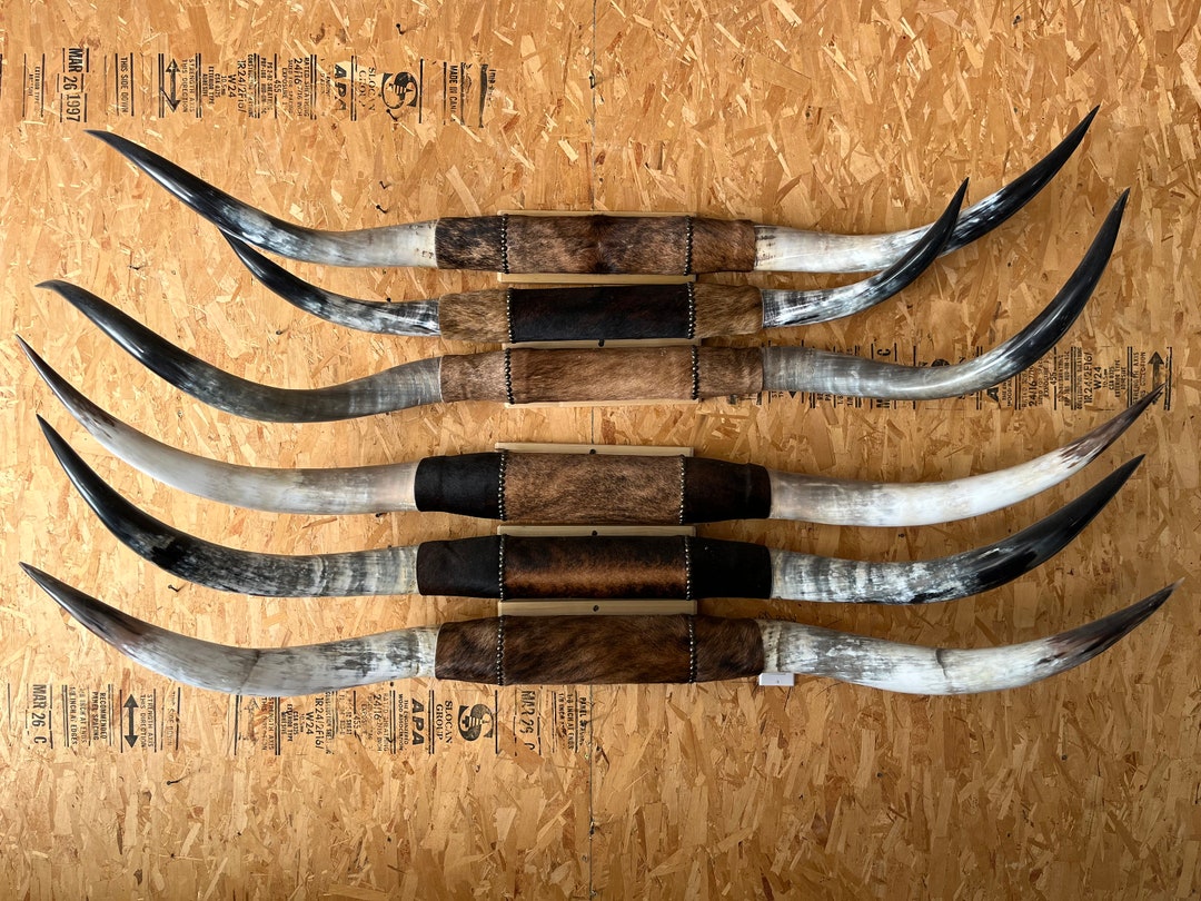 Mounted LONGHORN Steer Horn 6 FEET to 6 Feet 3 Inch Wide (ONE Only ...