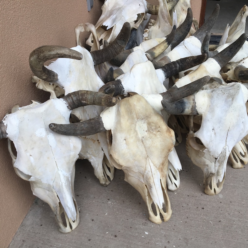 Steer Authentic Longhorn - Etsy