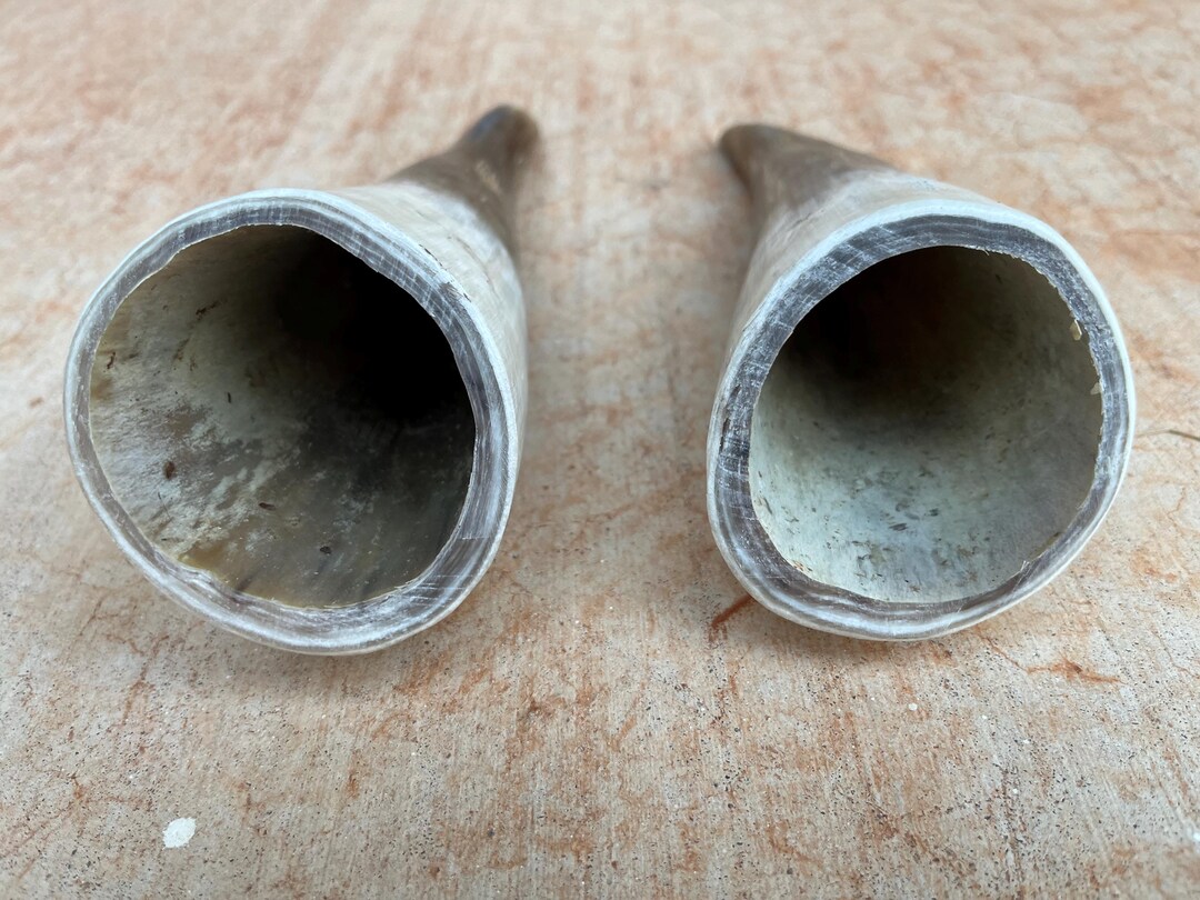 Steer Horn Pair 8 1/2" Long (one Pair Only) Polished Cow Horns Bull ...