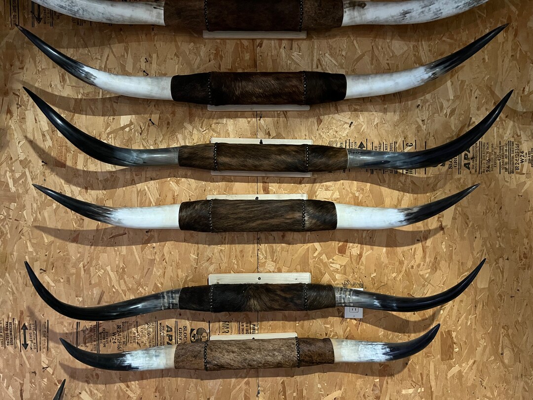 Mounted LONGHORN Steer Horn 4 FEET 1" Inch to 4 Feet 10" Inch Wide (ONE ...
