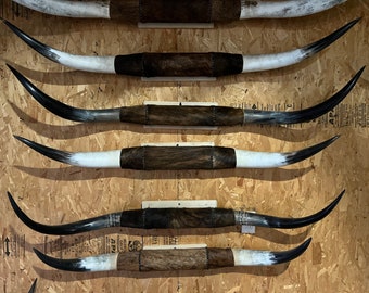 Mounted LONGHORN Steer Horn 4 Feet 4 1/2 Inch Wide Polished Cow Horns ...