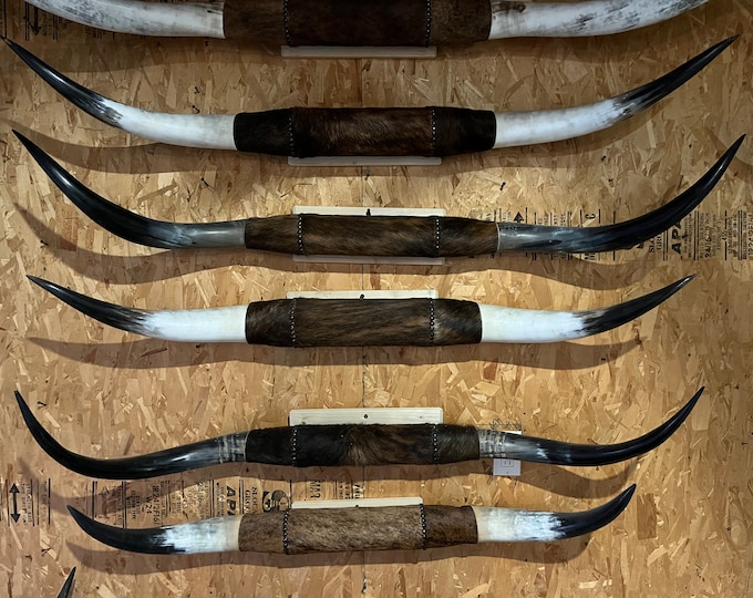Mounted LONGHORN Steer Horn 4 FEET 1" Inch to 4 Feet 10" Inch Wide (ONE ...