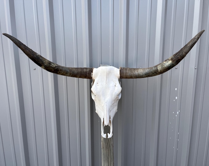 Longhorn Bull Skull With 4 Feet Wide Unpolished Horns Cow Bull Head ...