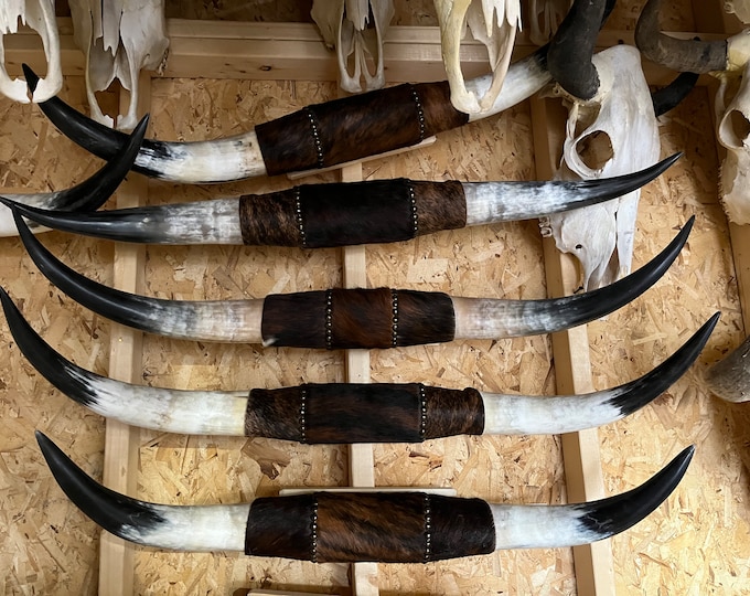 Mounted LONGHORN Steer Horn 36" to 3 Feet 5" Inch Wide (ONE Only ...