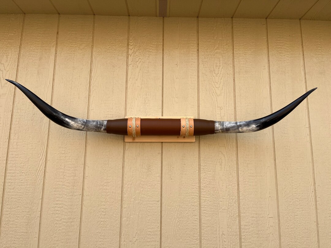 Mounted Steer Horn 57 1/2 INCH 4 Feet 9 1/2 Inch Wide Polished Cow ...