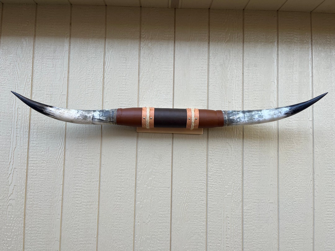 Mounted Steer Horn 5 Feet 1 Inch Wide Big Bull Horns Polished - Etsy