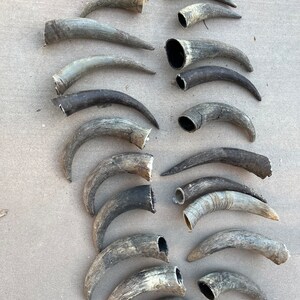 Steer Horn (one Horn Only) Raw Natural Cow Horns Bull for Black Powder ...