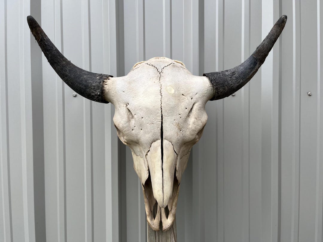 Buffalo Skull Bull American Bison With 25 Inch Wide Horns Head ...