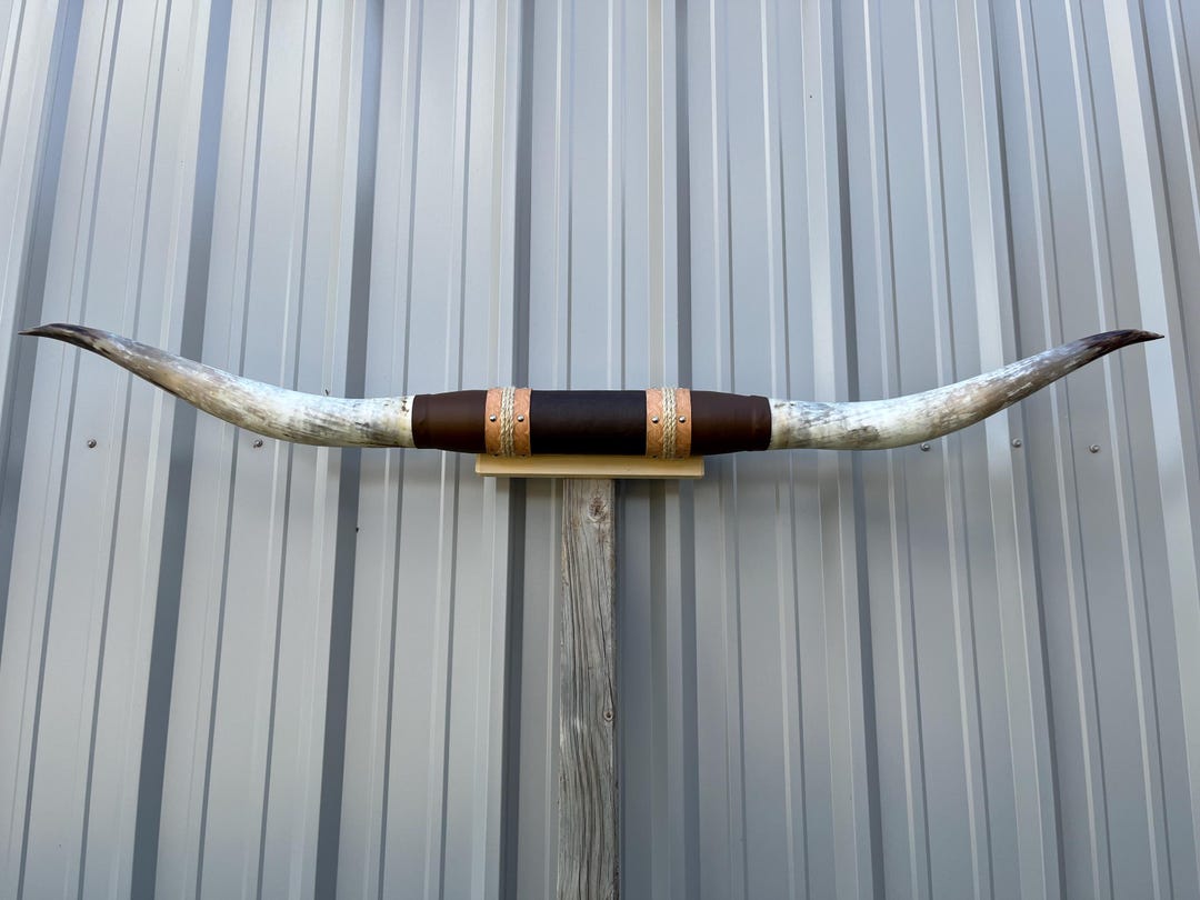 Mounted Steer Horn 6 Feet Wide Polished Cow Horns Bull Western ...
