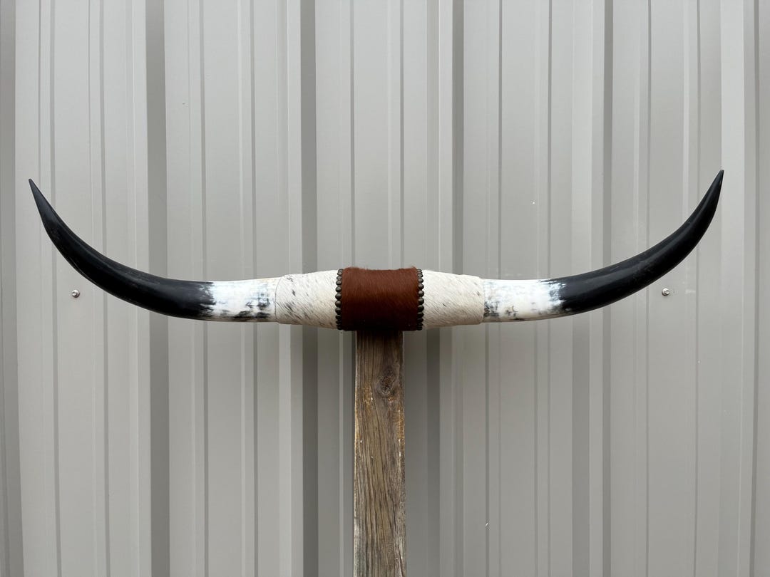 Mounted LONGHORN Steer Horn 3 Feet 3" Inch Wide Polished Cow Horns Bull ...