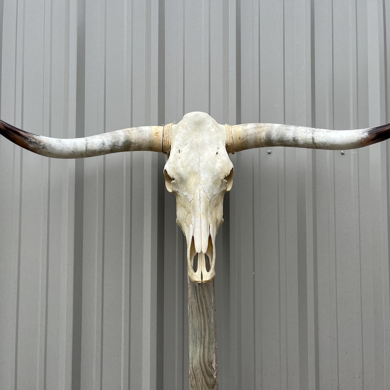Authentic Mounted Longhorn - Etsy