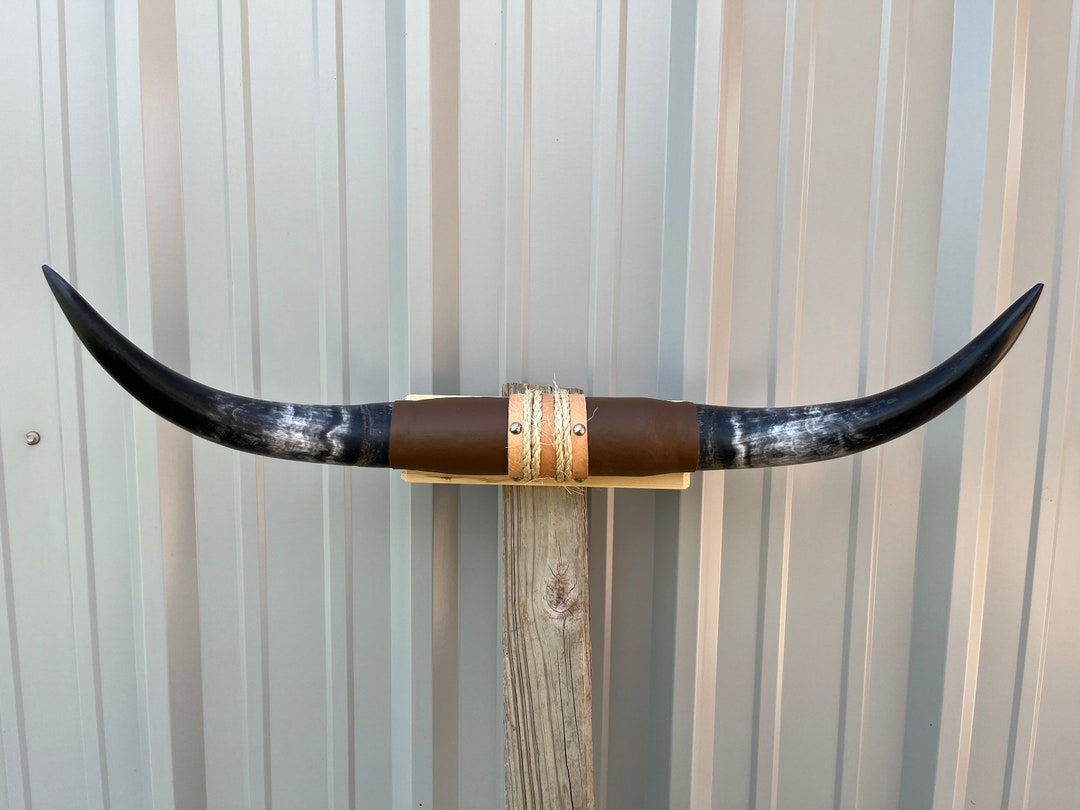 Mounted Steer Horn 31 Inch WIDE Polished Cow Horns Bull Western ...