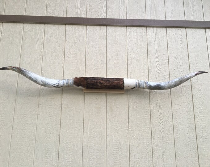 Mounted LONGHORN Steer Horn 6 Feet 1/2" Inch Wide Polished Cow Horns ...