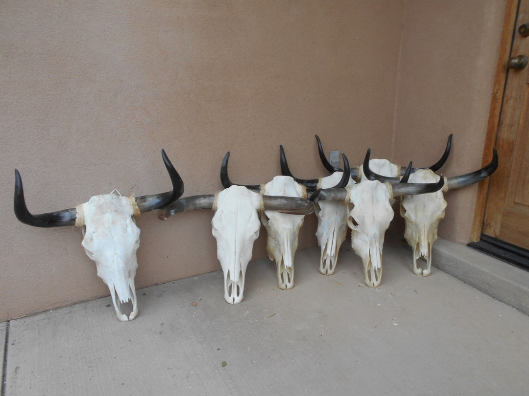 Real Steer Skull Head (one Only) With Polished 22" to 26" Wide Horns ...