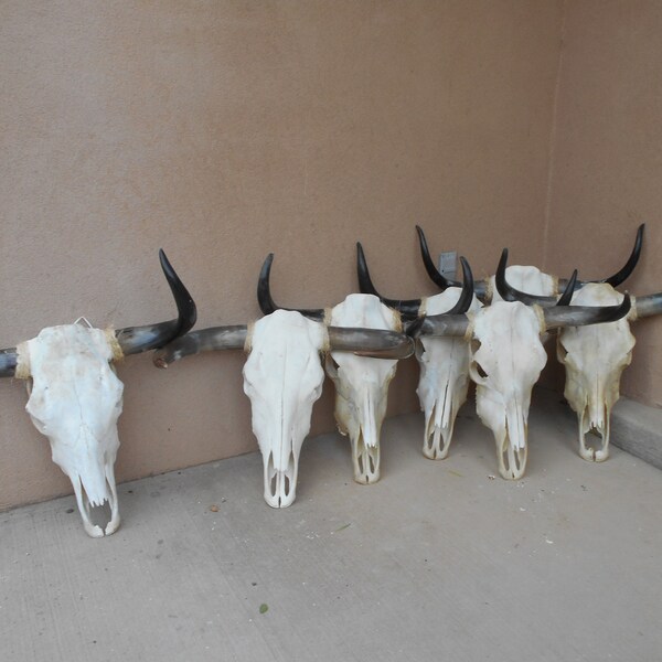 Real Cow Skull - Etsy