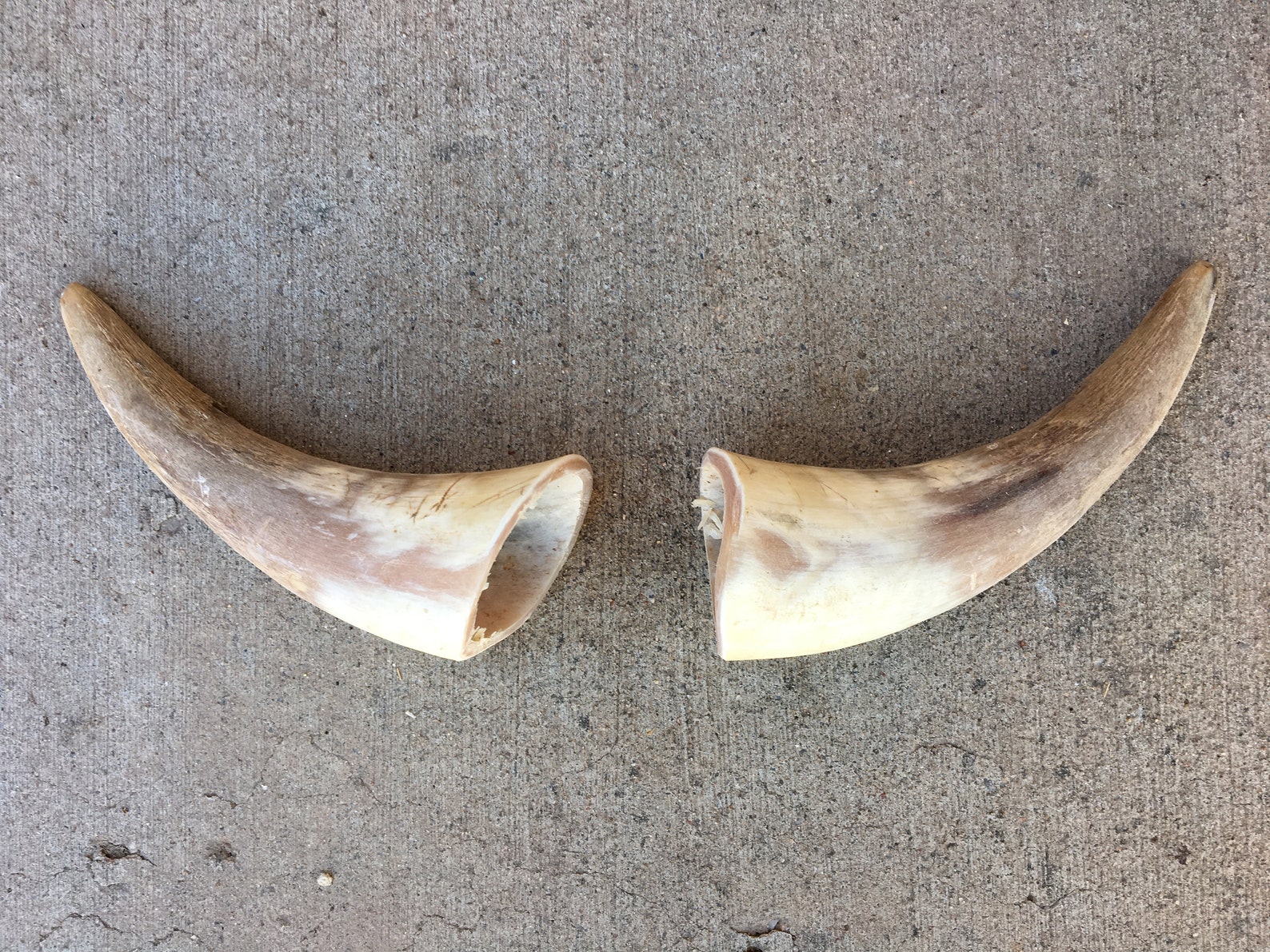 5 to 10 Carving Steer Horn Pair one Pair Only - Etsy