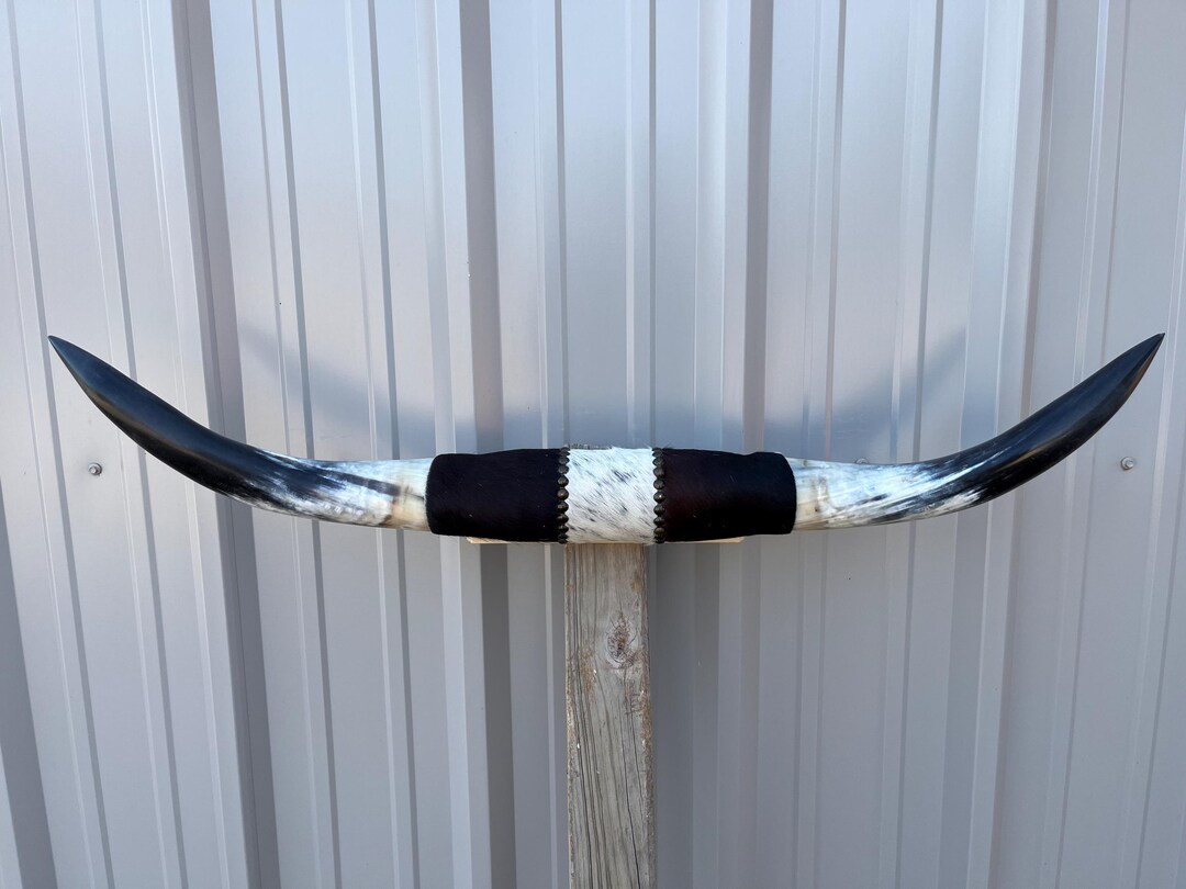 Mounted LONGHORN Steer Horn 3 Feet 4" Inch Wide Polished Cow Horns Bull ...