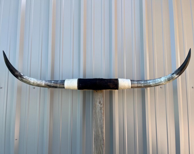Mounted LONGHORN Steer Horn 4 Feet 4 1/2 Inch Wide Polished Cow Horns ...