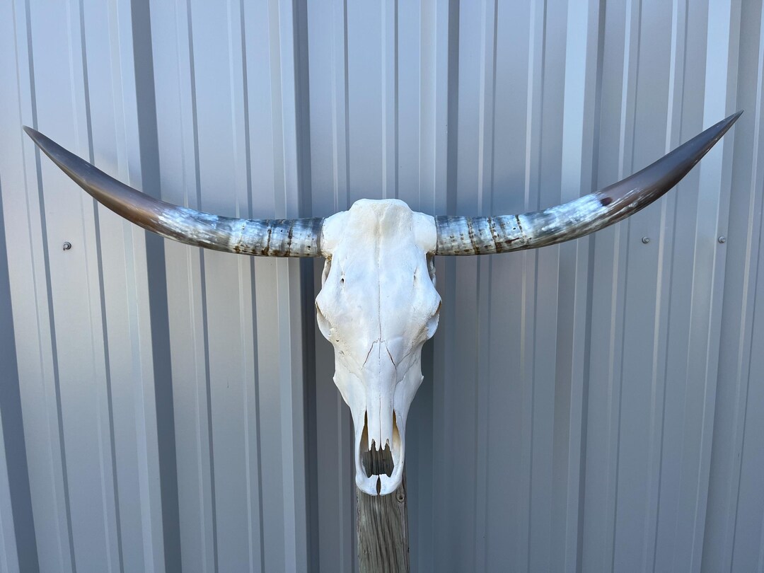 Longhorn Steer Skull With 4 Feet 1 Wide Polished Horns Cow Bull Head ...