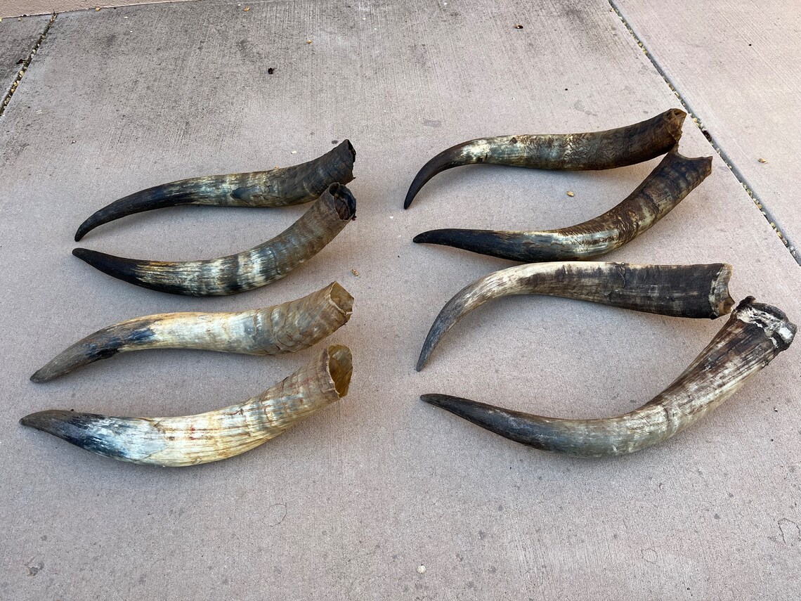 Black Powder Raw Steer Horn Pair 18" to 22" (one Pair Only) Unpolished ...