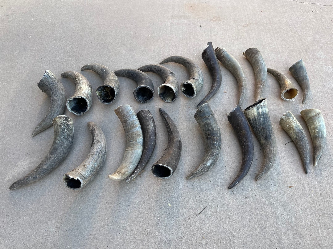 Steer Horn (one Horn Only) Raw Natural Cow Horns Bull for Black Powder ...