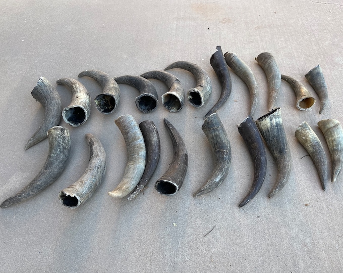 Steer Horn (one Horn Only) Raw Natural Cow Horns Bull for Black Powder ...