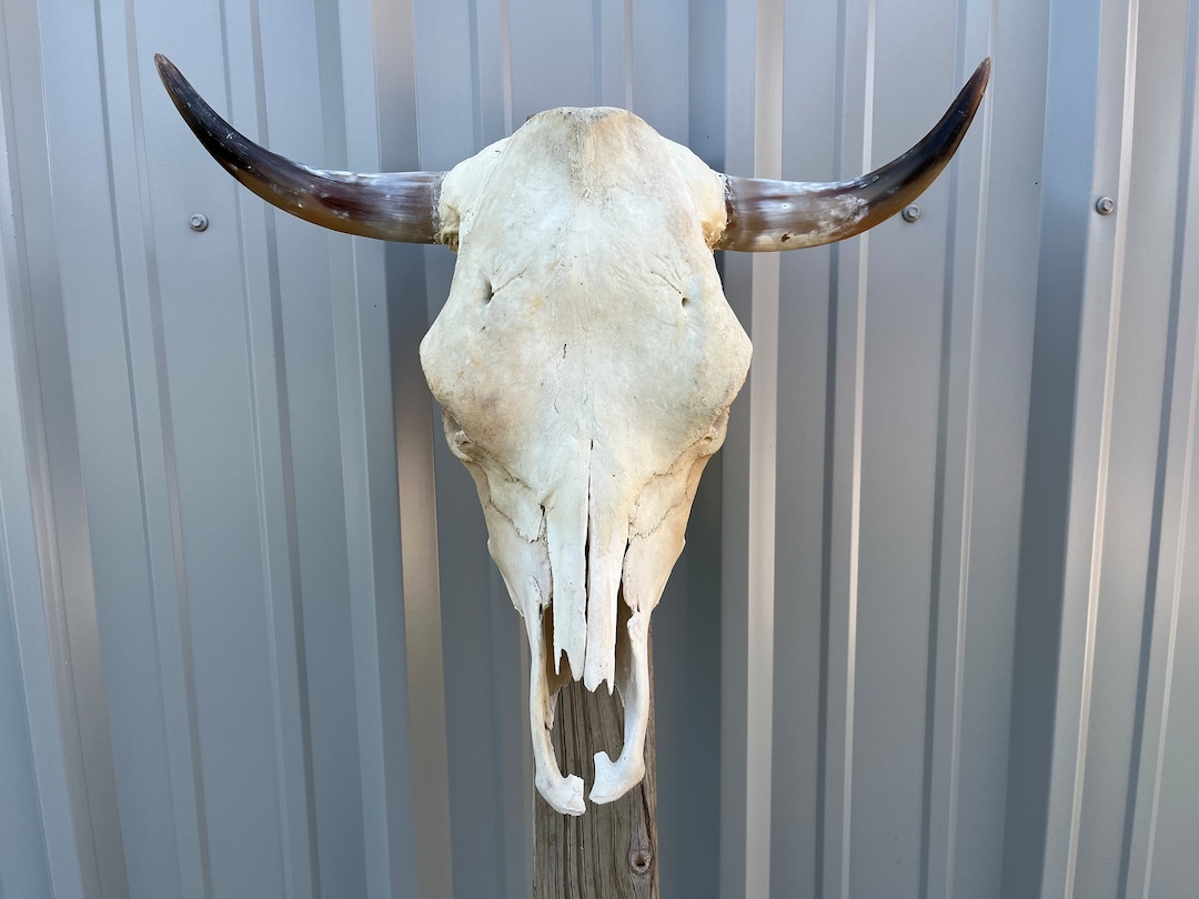 Steer Skull Head With Polished 19 Wide Horns Cow Horns Bull Authentic ...