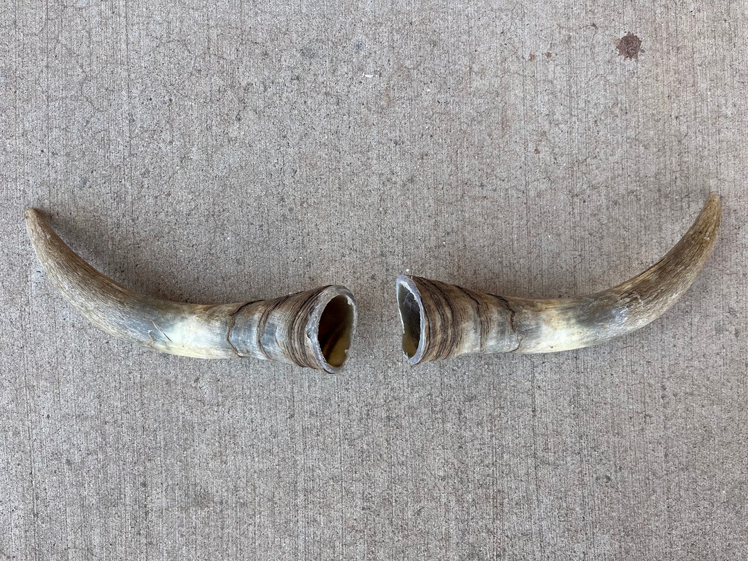 Steer Horn Pair 10 1/2” by 13” Un-polished Raw Cow Horns Bull Black ...