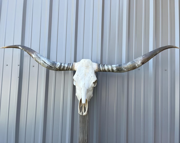 Longhorn STEER Skull With 5 FEET 7 1/2" Wide Polished Horns Cow Bull ...